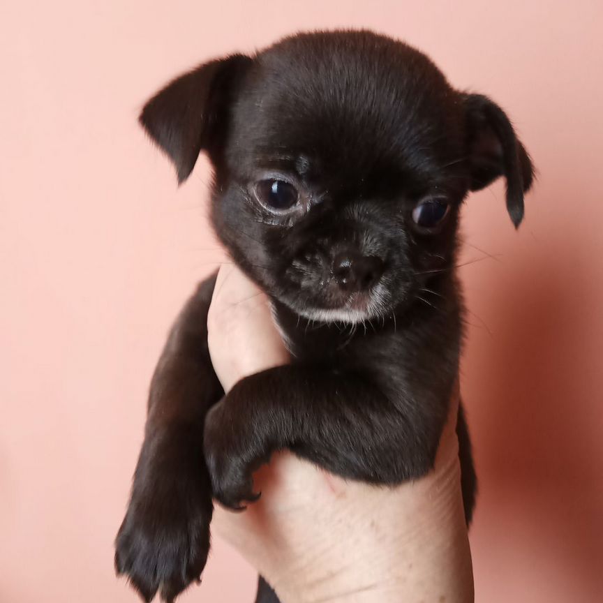 Щенки чихуахуа