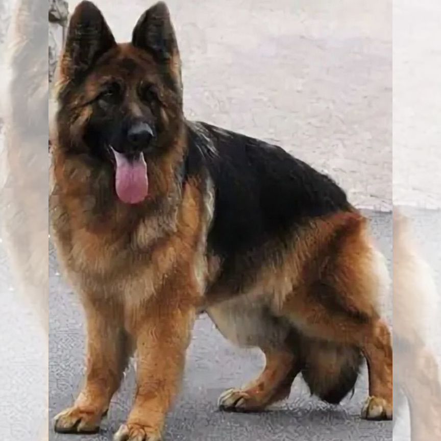 Немецкая овчарка, взрослая собака