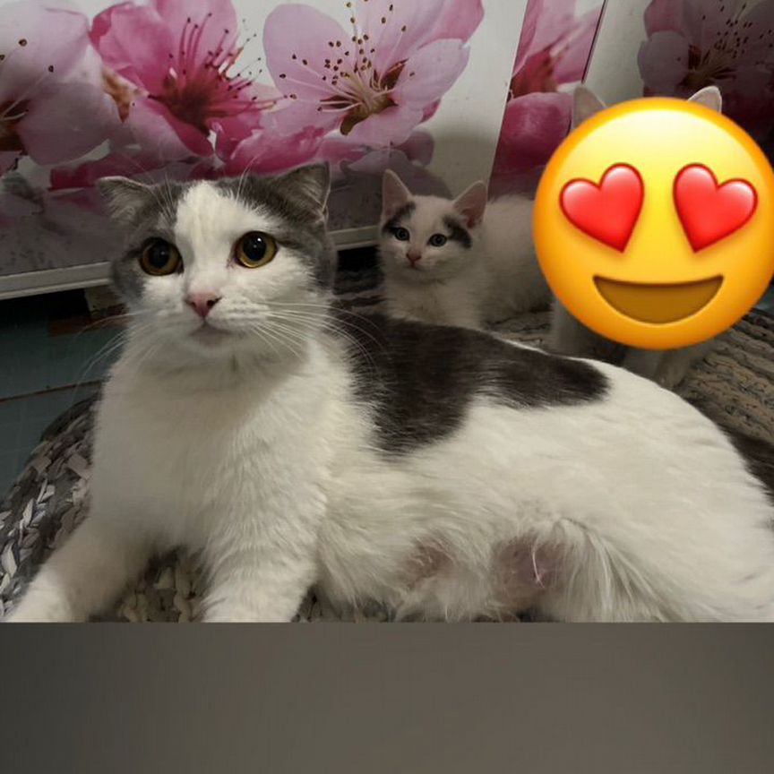 Шотландский вислоухий длинношёрстный котёнок