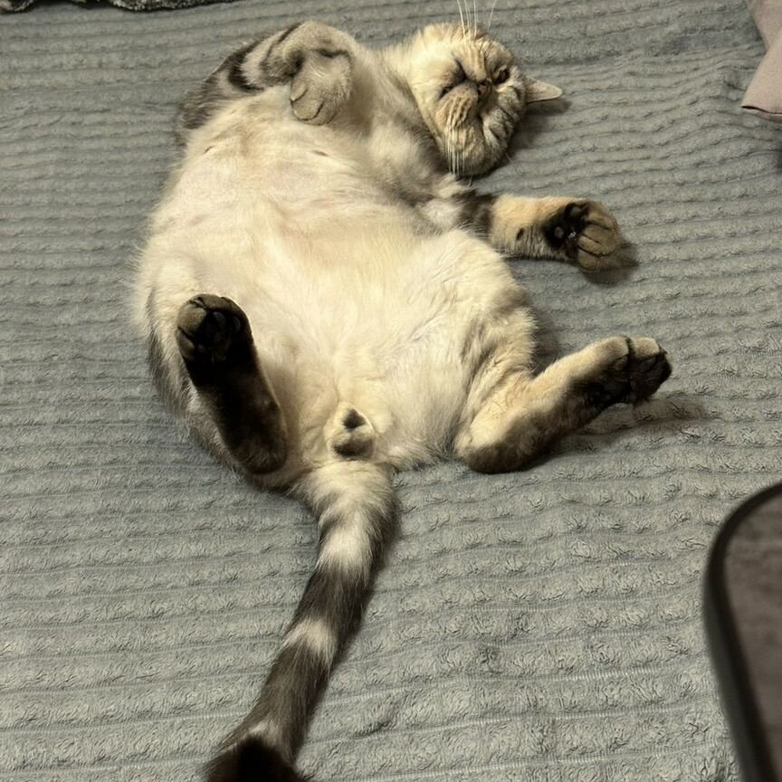 Кот британец