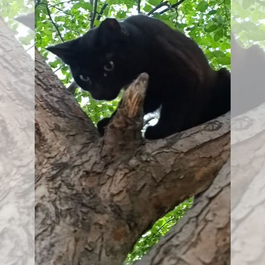 Кот