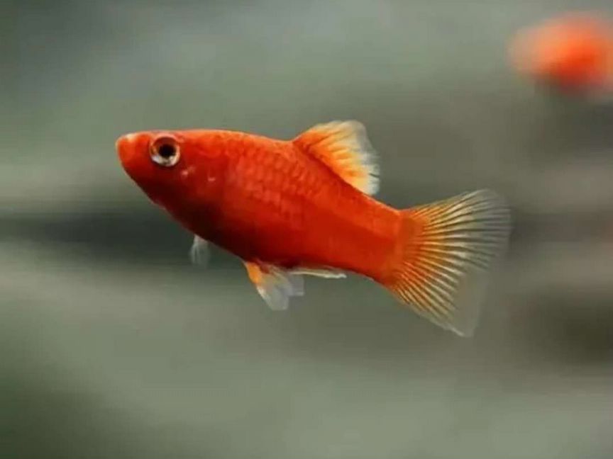 Аквариумные рыбки. Меченосцы. Подростки