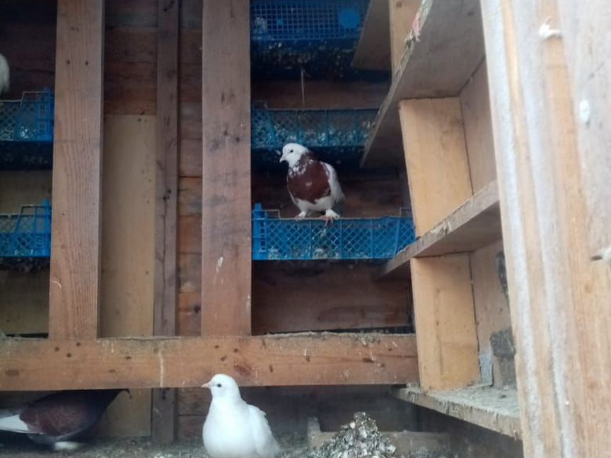 Голуби, такла, бакинци