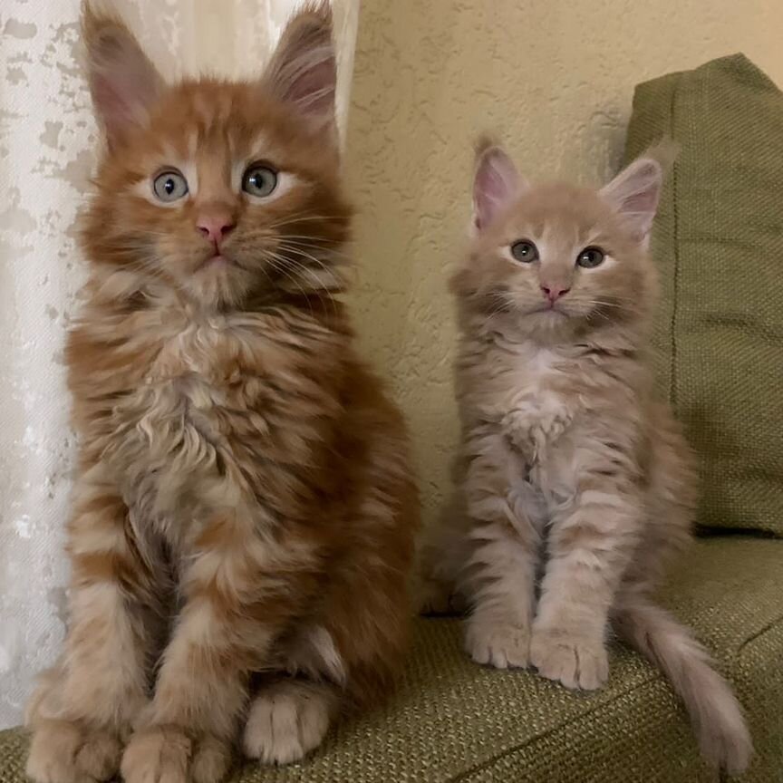 Мейн-кун котята с родословной