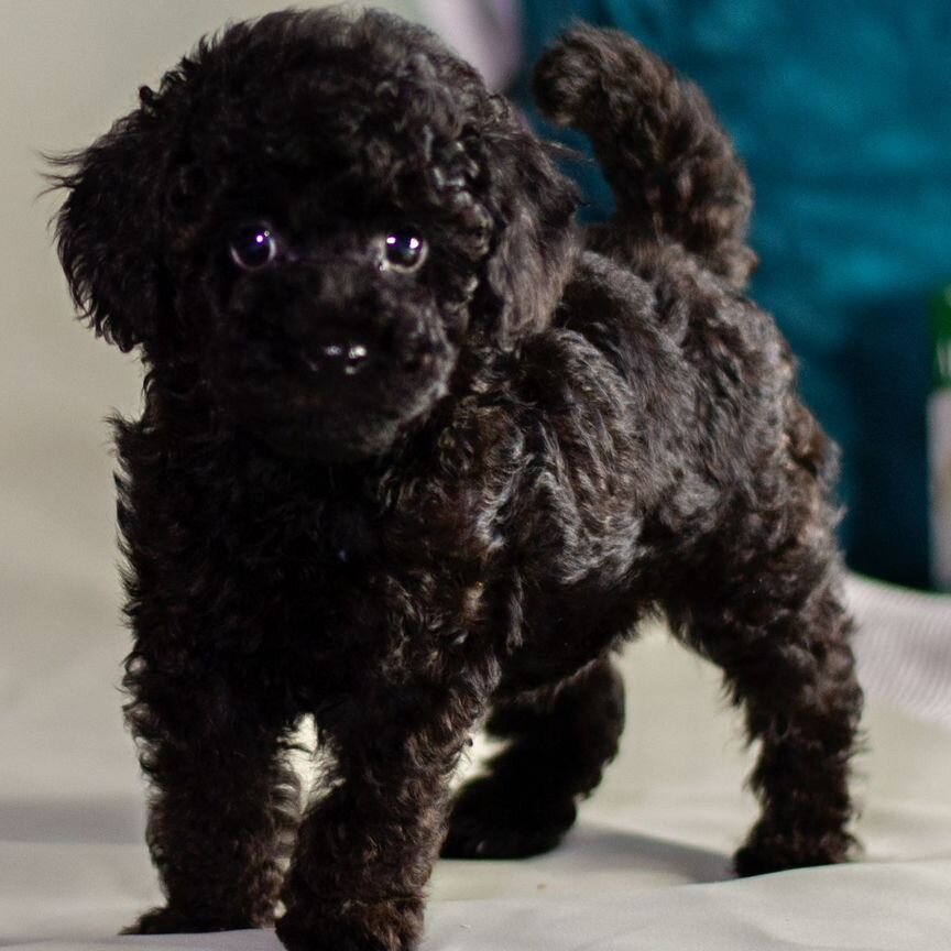 Той-пудель щенок черный