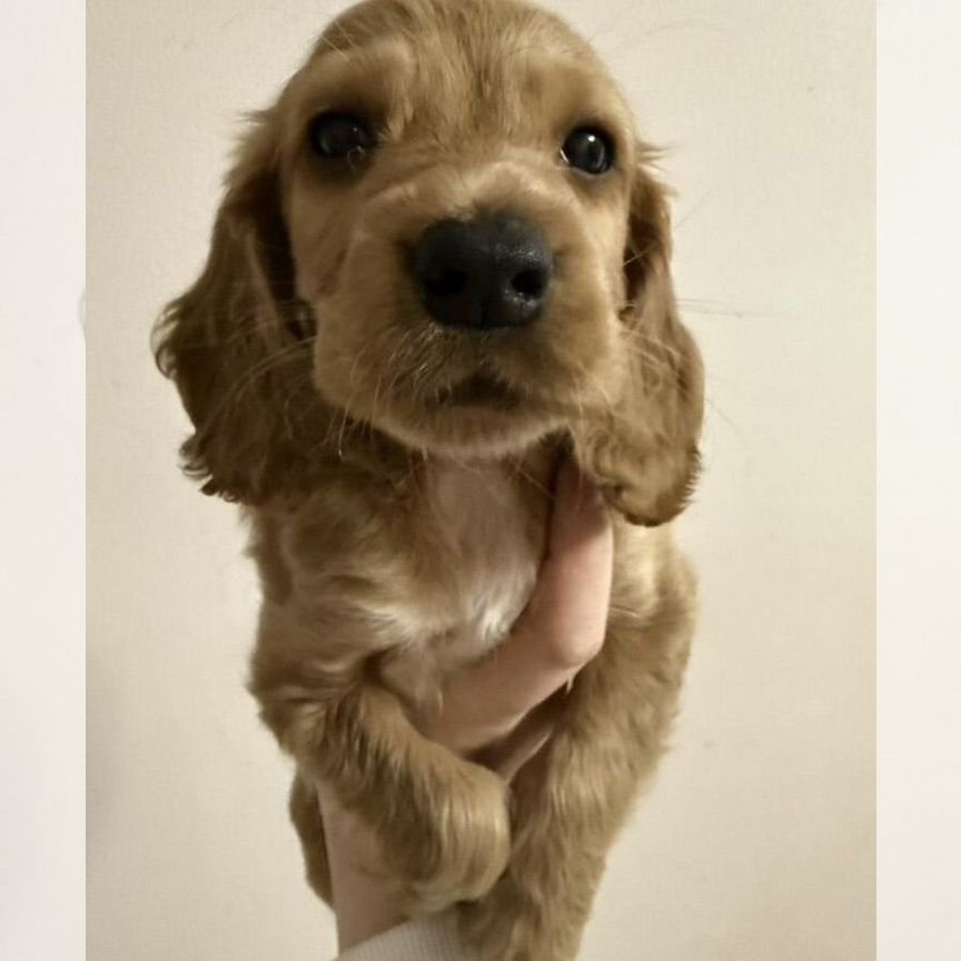 Русский охотничий спаниель, щенок