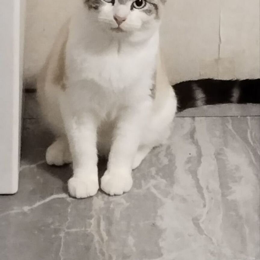 Котенок 5 месяцев