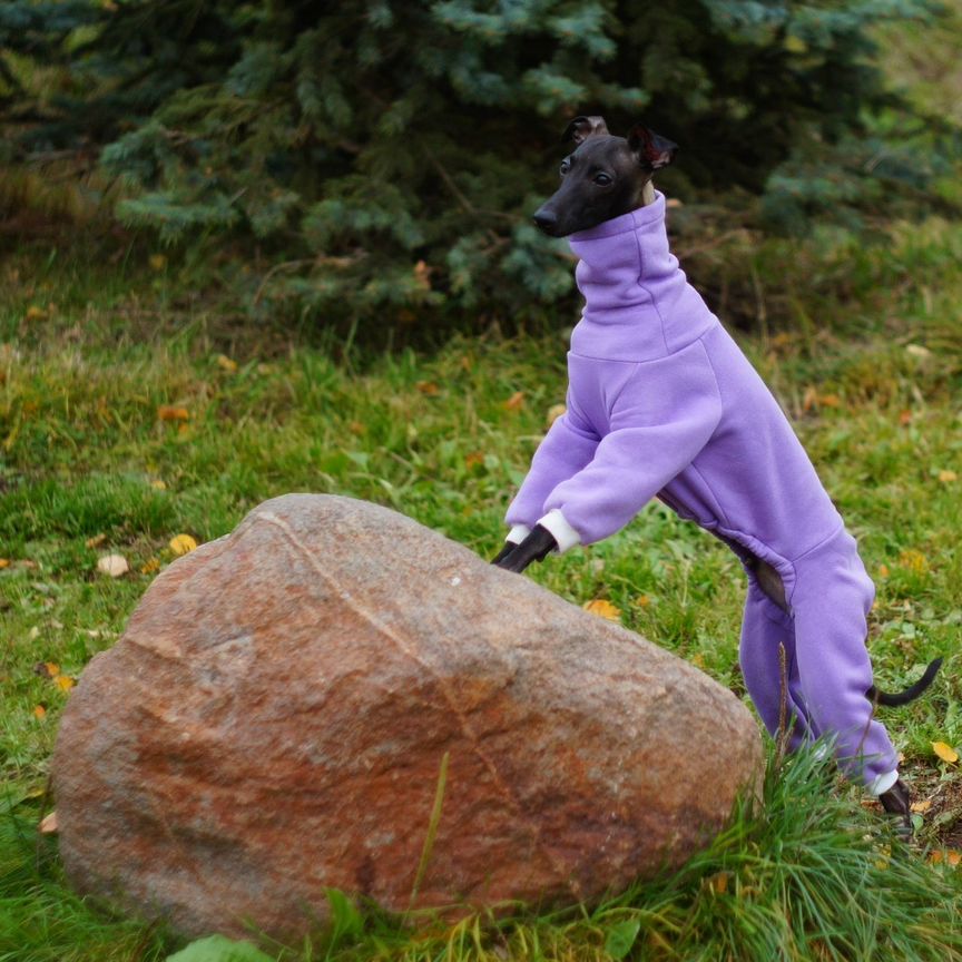 Комбинезон для левретки