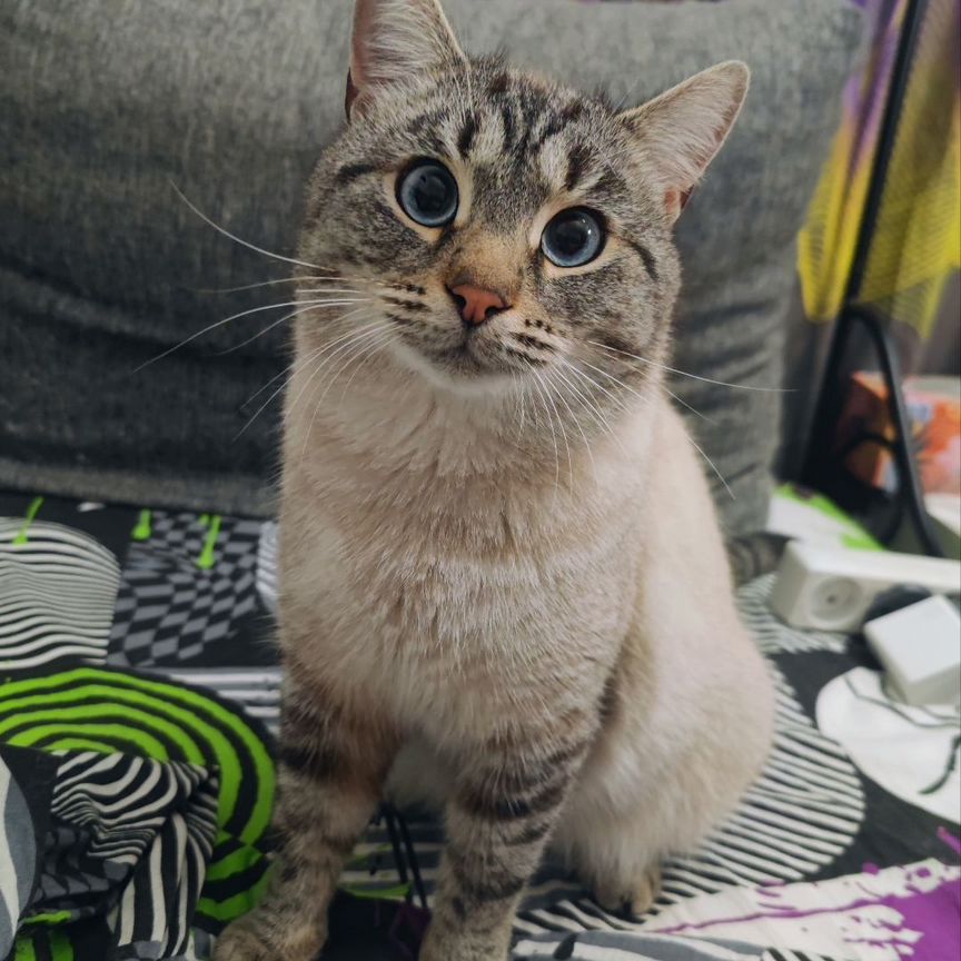 Котик ищет дом