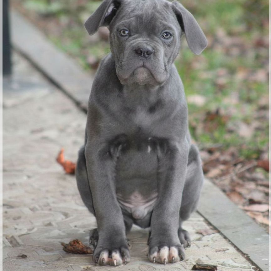 Кане-корсо, щенок