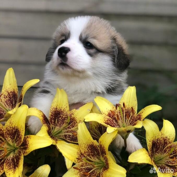 Милейшие коржики пемброки