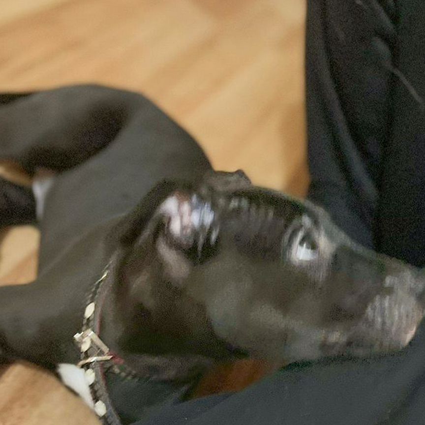 Стаффордширский бультерьер щенок