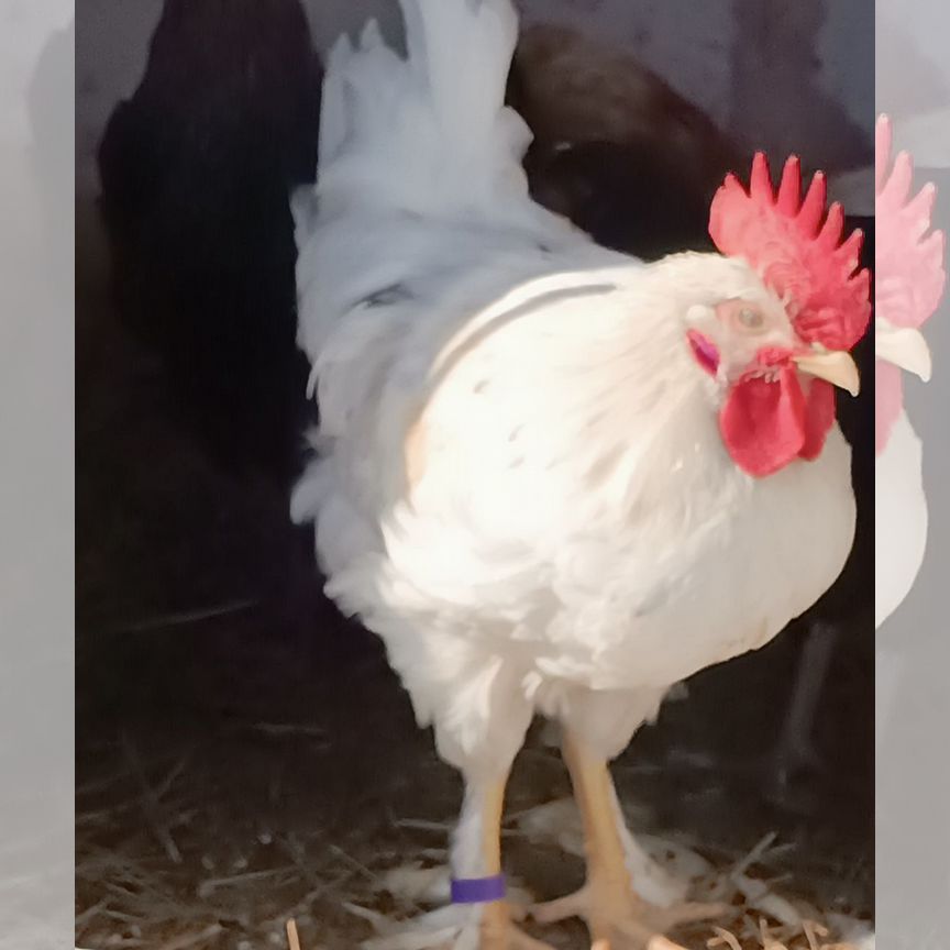 Предлагаю петушков