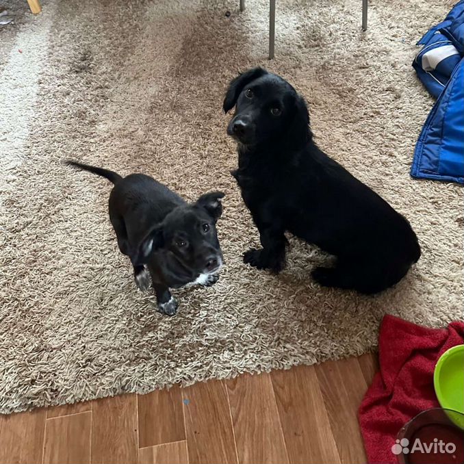 Спаниэль мама и дочка