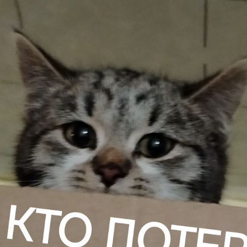 Шотландский прямоухий короткошёрстный котёнок