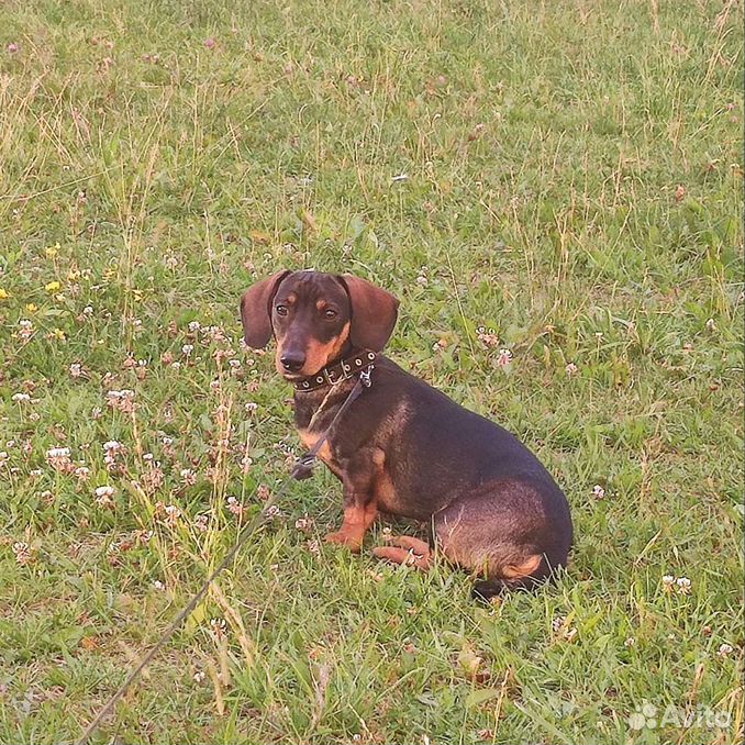 Вязка кобель такса