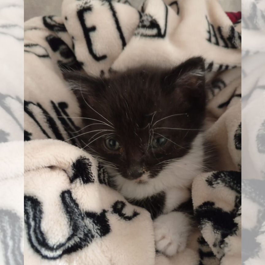 Котенок в добрые руки