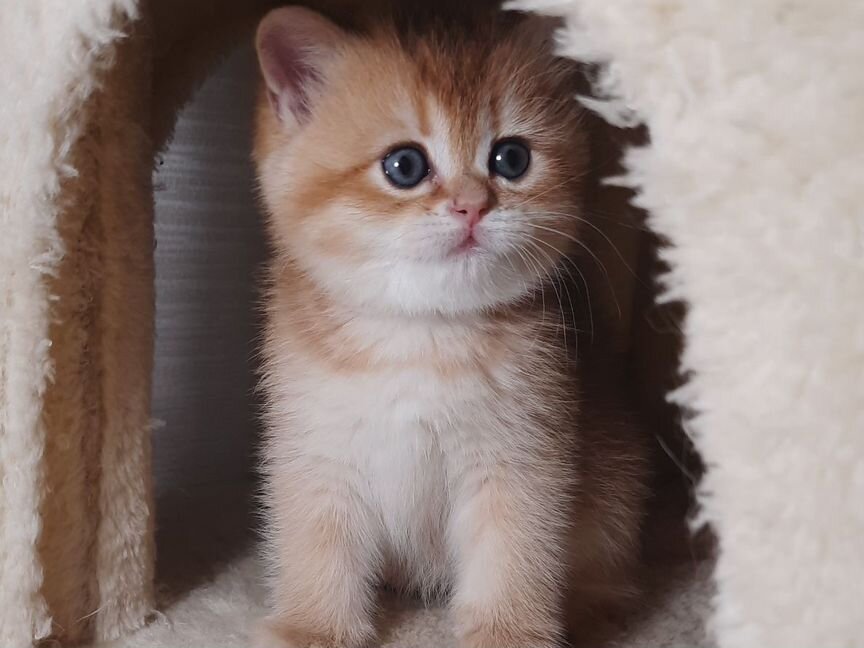 Британские котята золотая шиншилла