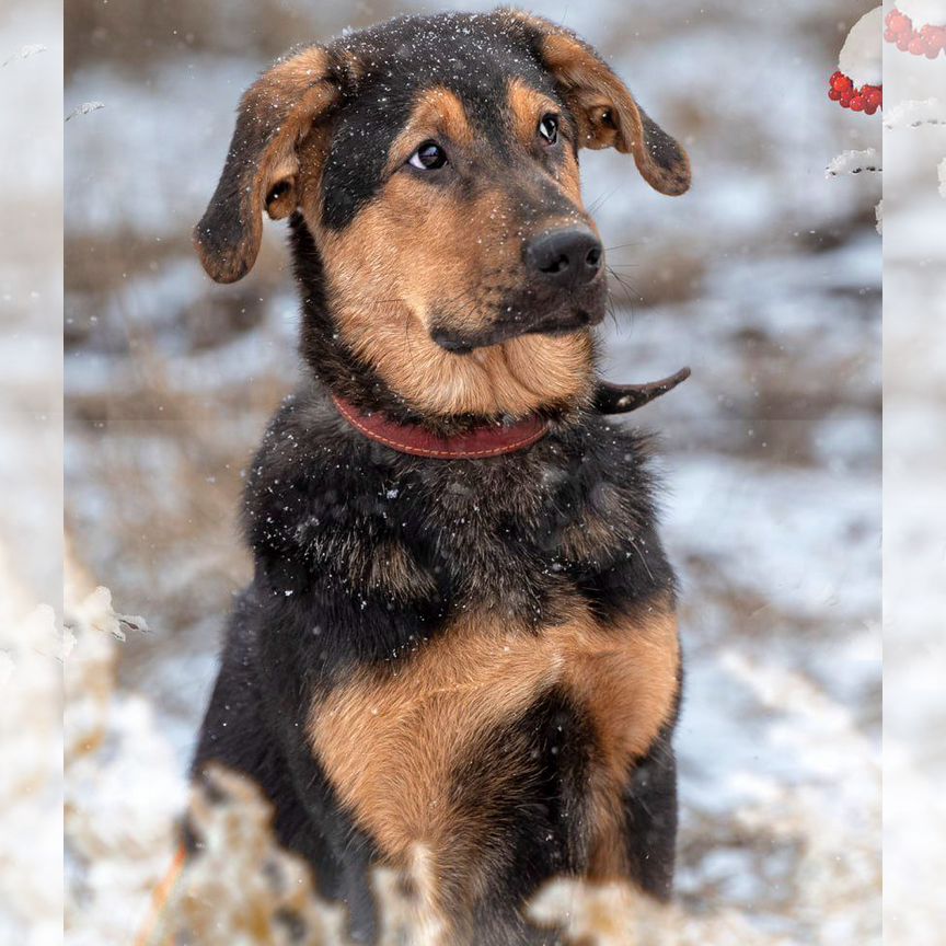 Щенок в добрые руки