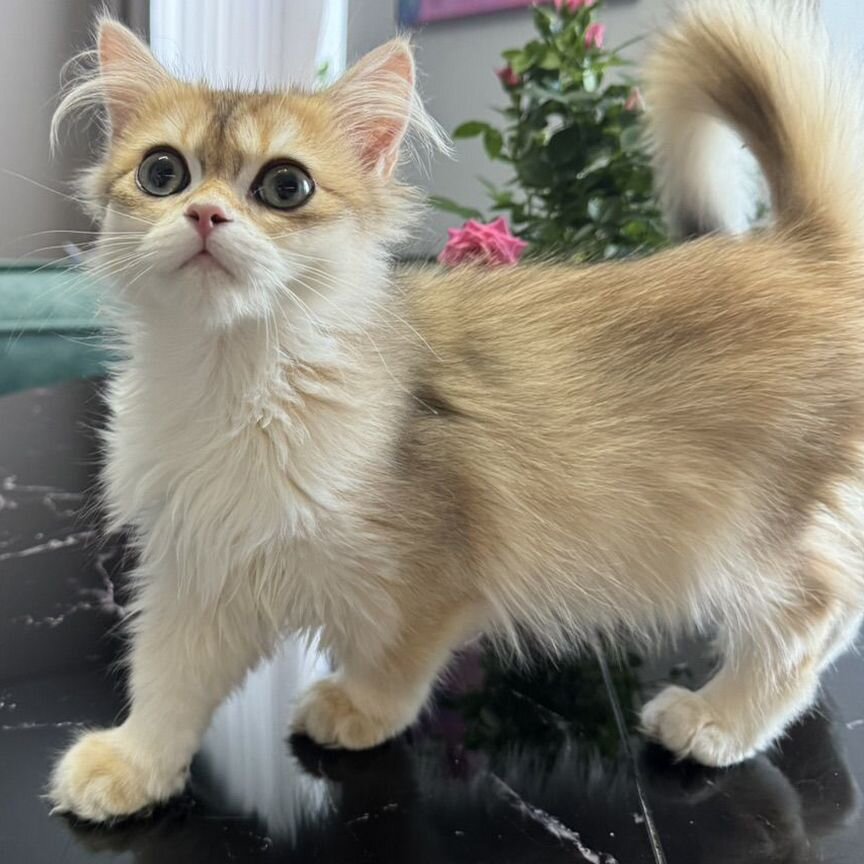 Котик золотая шиншилла