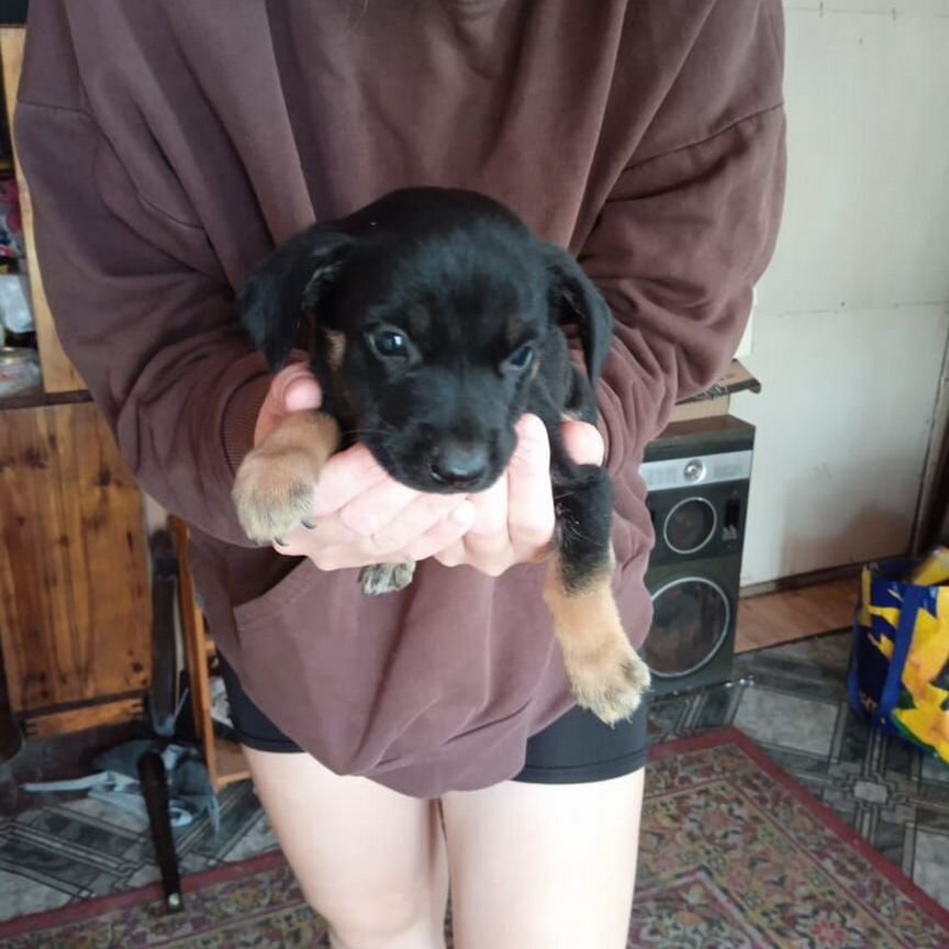 Маленькие щенята