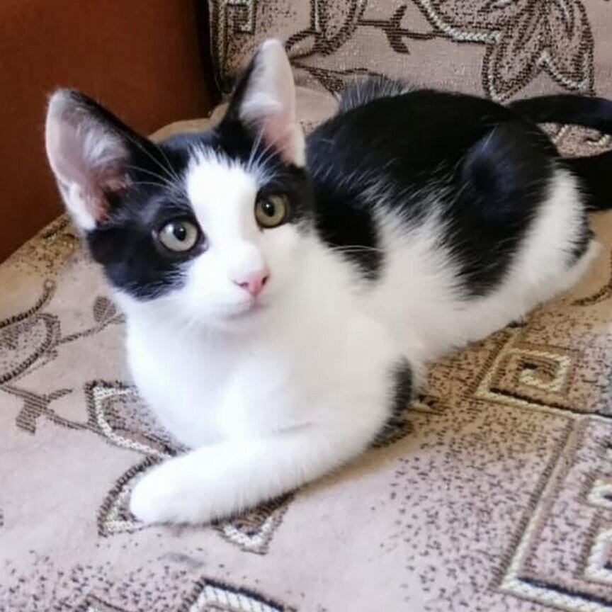 Красивый и умненький котик в добрые руки