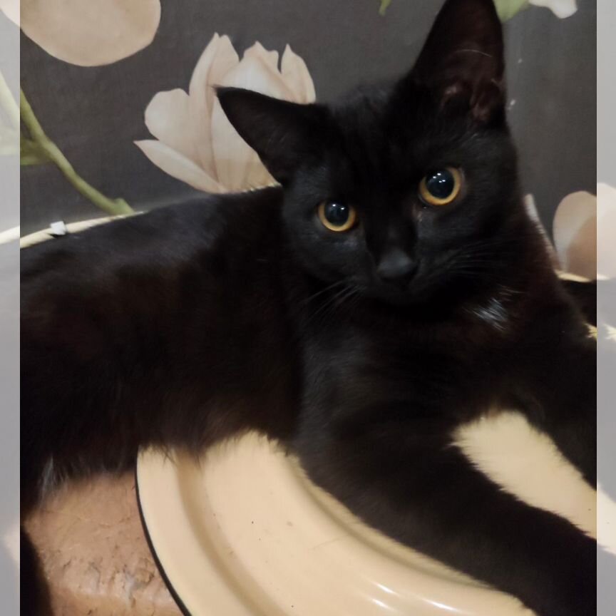 Котенок