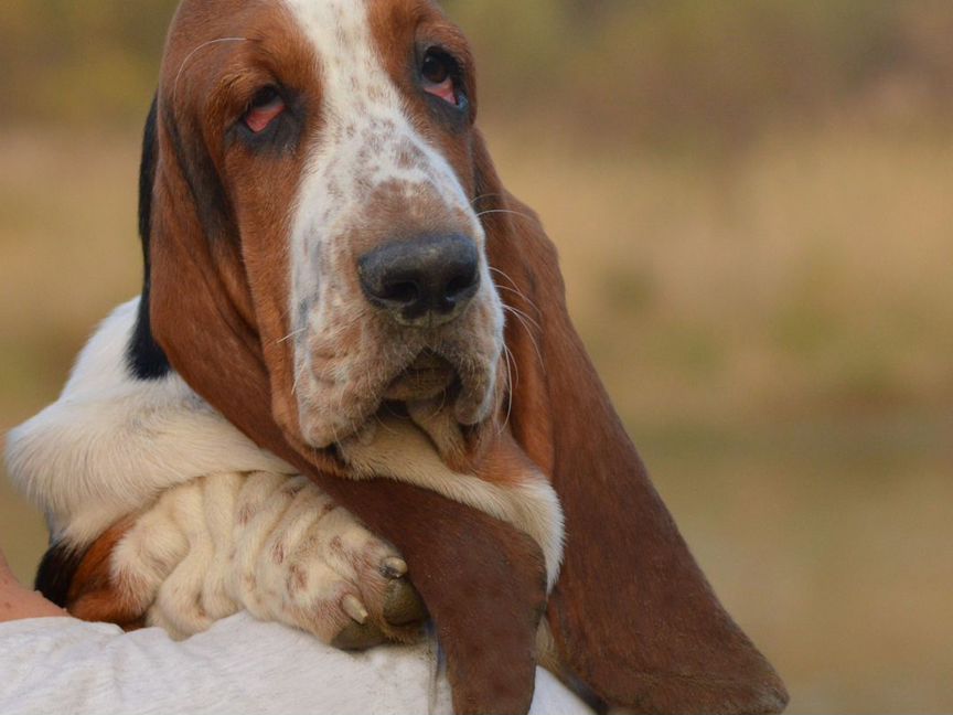 Бассет хаунд