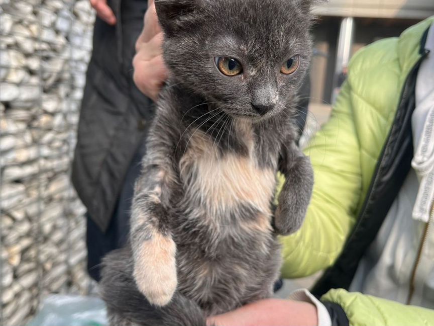 Кошечка 3 мес.трехцветка в добрые руки Дымуля