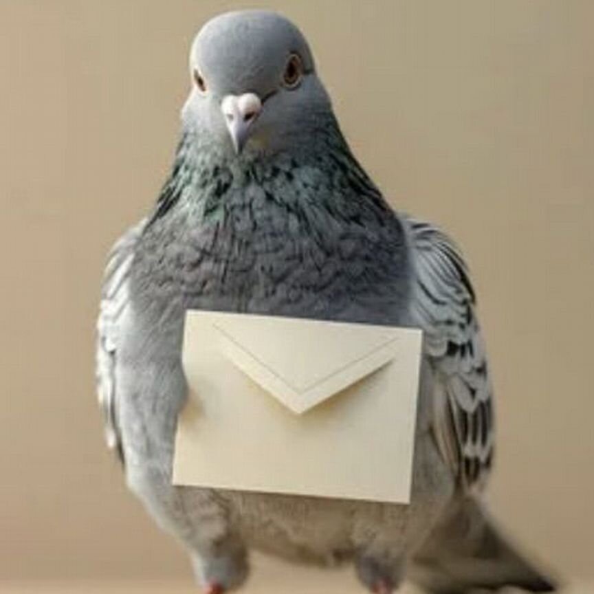 Голуби почтовые