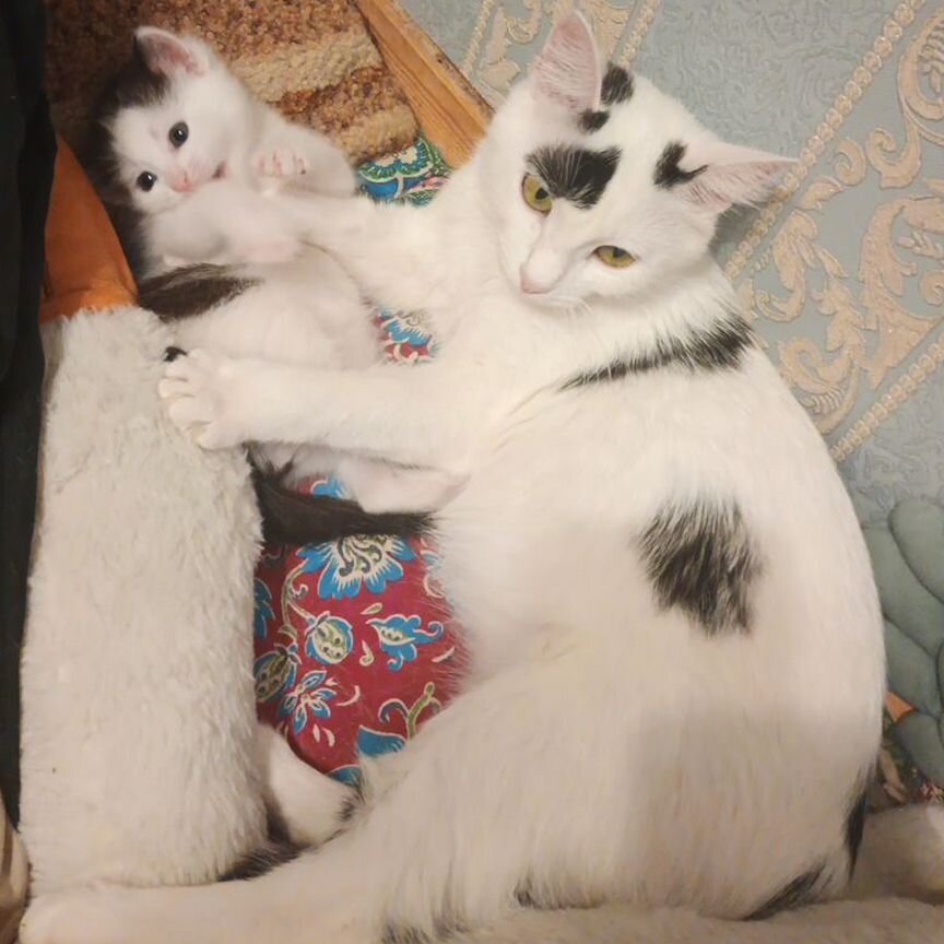 Турецкая ангора котёнок
