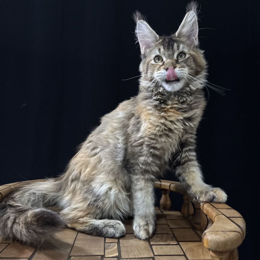 Мейн-кун котёнок