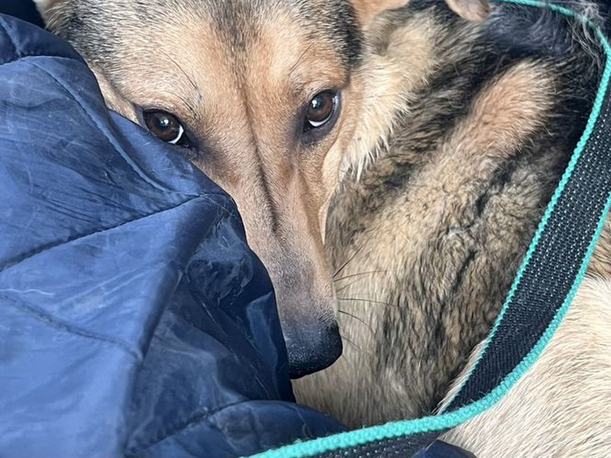 Малыш (11 мес) ждёт семью