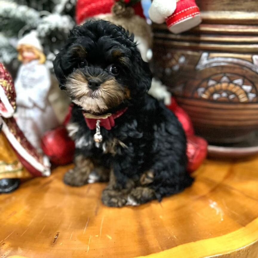 Шикарные мальтипу,Черные с подпалом