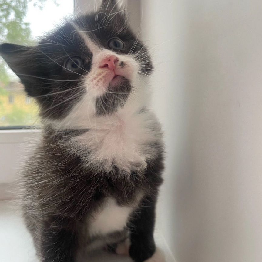 Котята