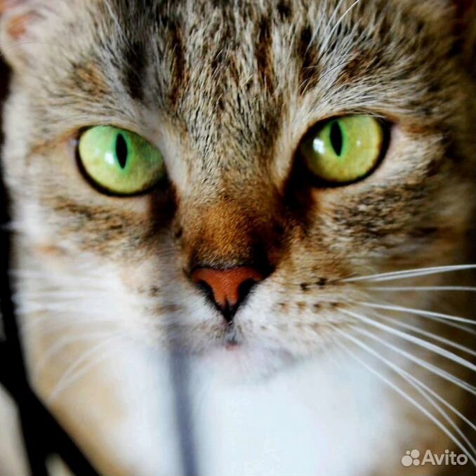 Кошечка Мишель