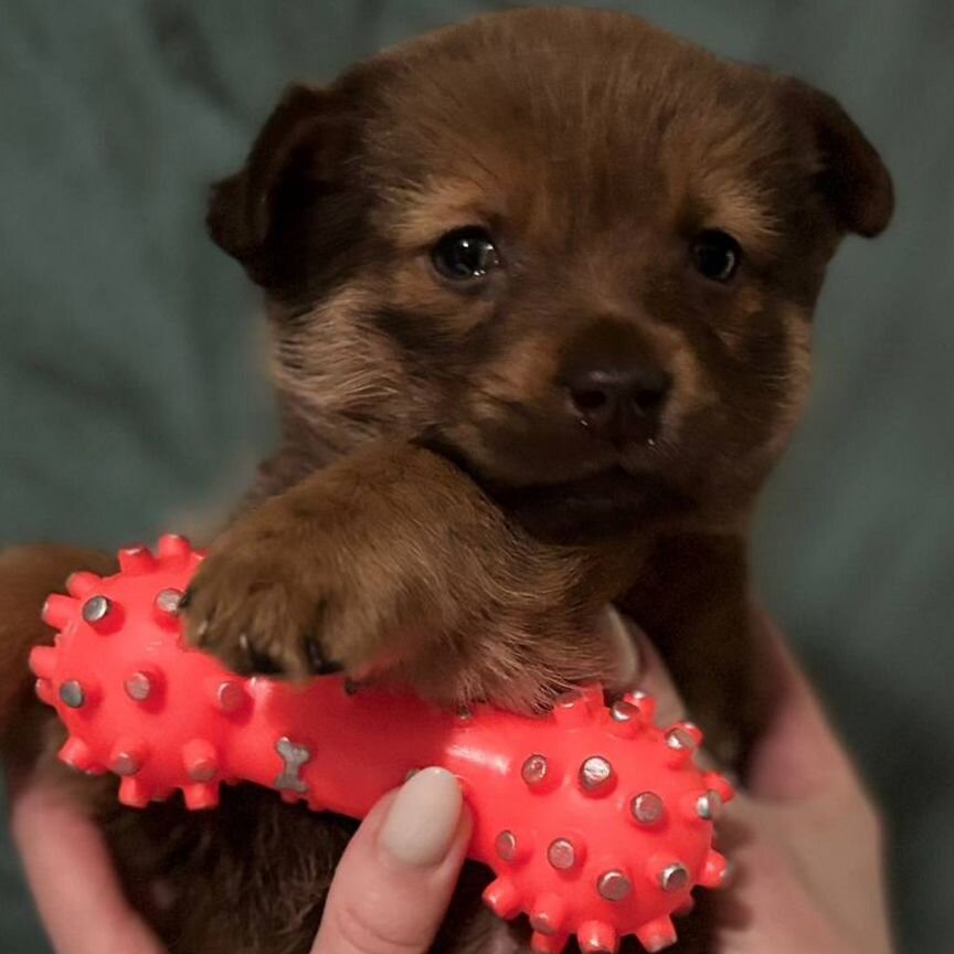 Щенок в добрые руки