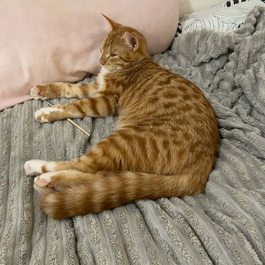 Рыжий котенок в добрые руки