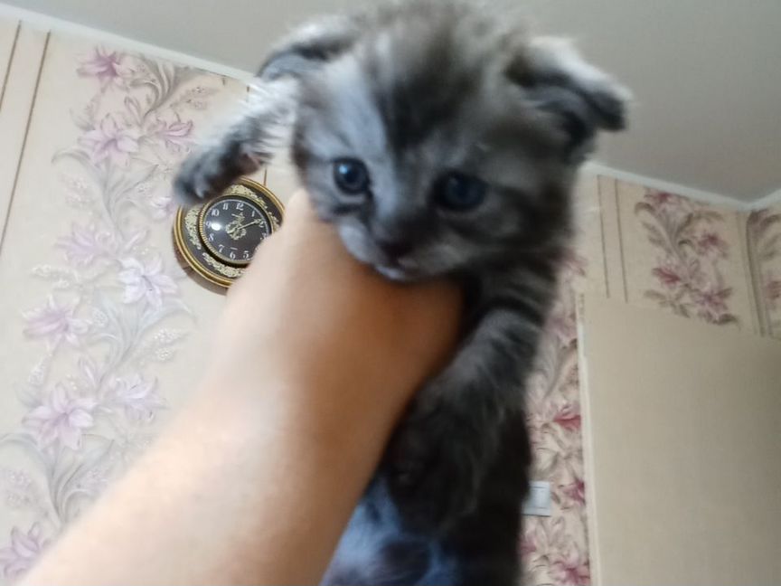 Котята в добрые руки бесплатно