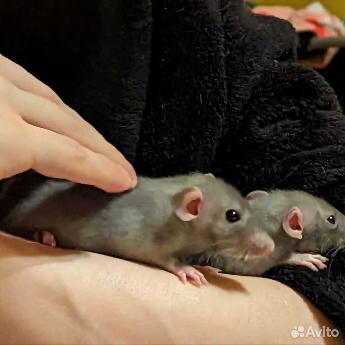 Крысы дамбо в добрые руки(Клетку продаем отдельно)