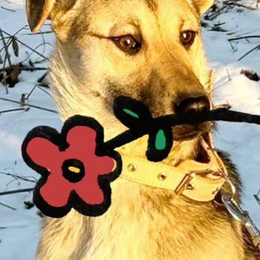 Щенок в добрые руки