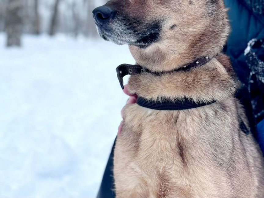 Молоденькая Юла ищет дом