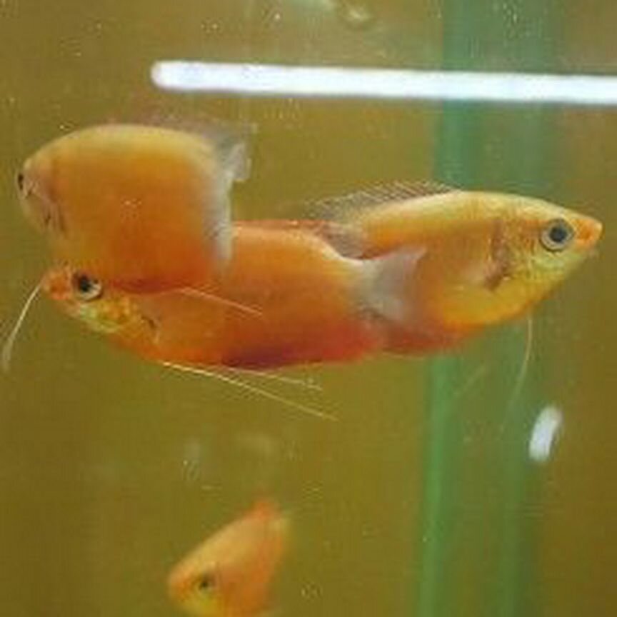 Гурами карликовые, рыбки для аквариума, магазин