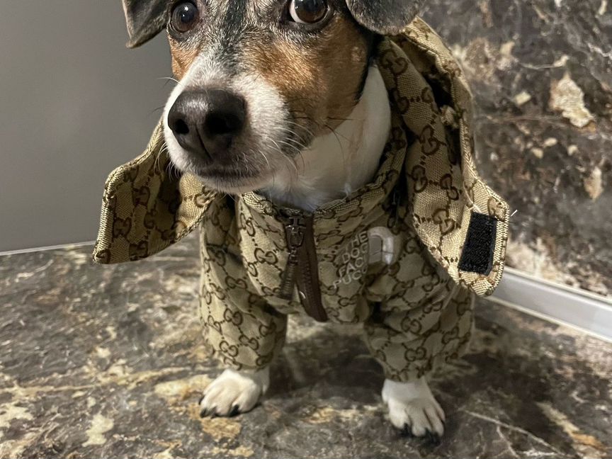 Пуховик Gucci жилет комбинезон куртка для собак