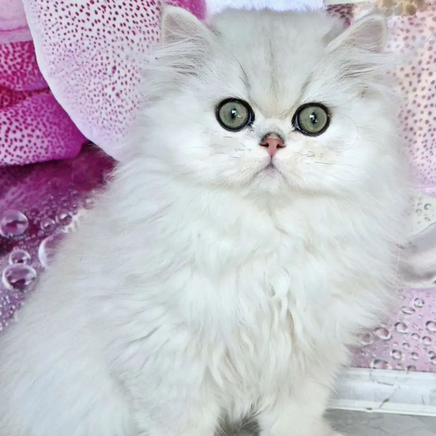 Персидская серебристая шиншилла