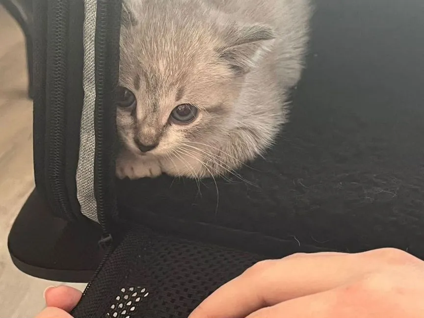 Нужен дом котенку