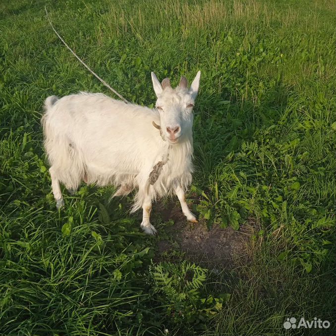 Коза дойная