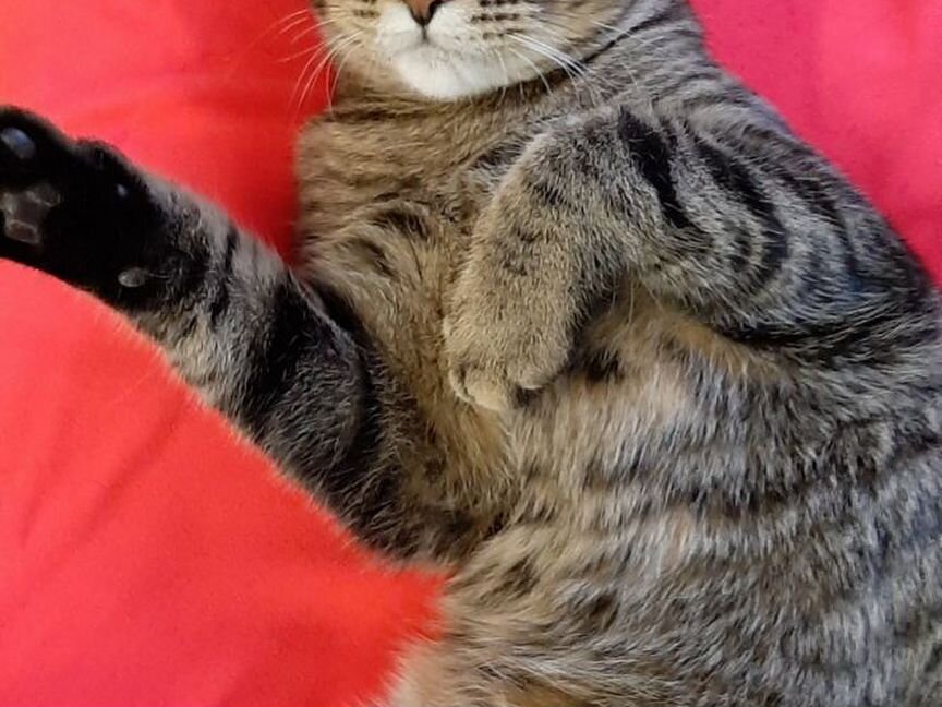 Кот 9 месяцев. Метис