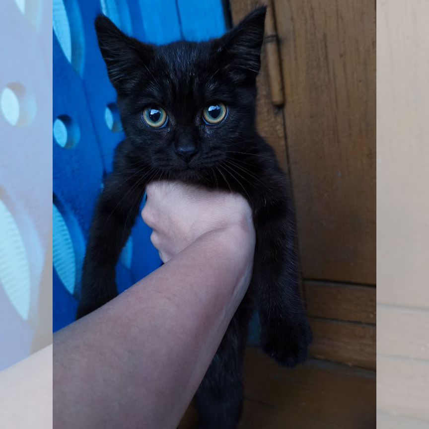 Возьмите котенка