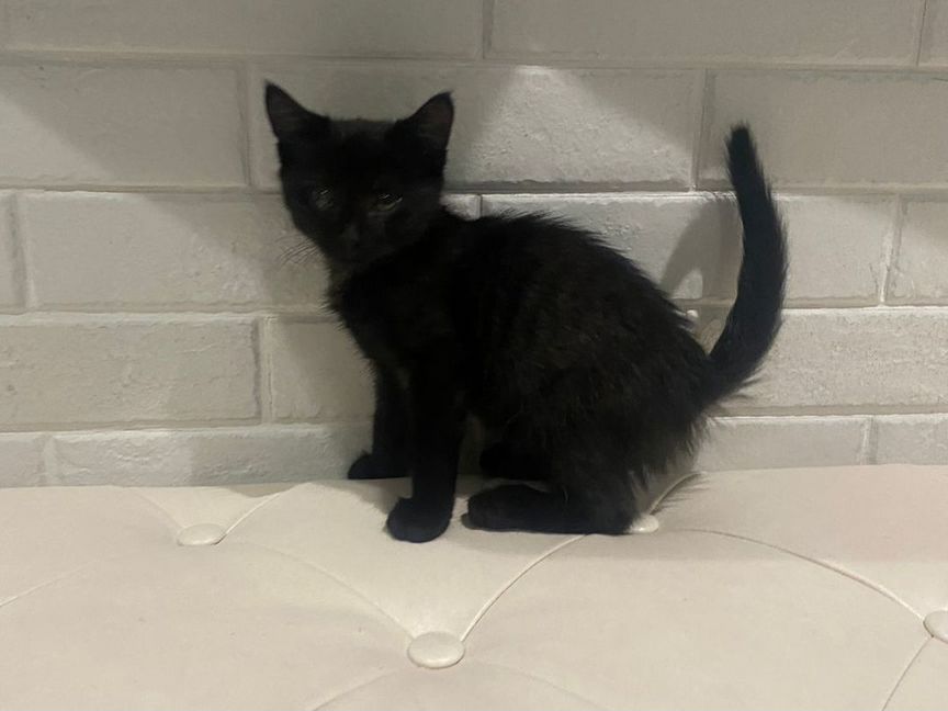 Котенок милаш